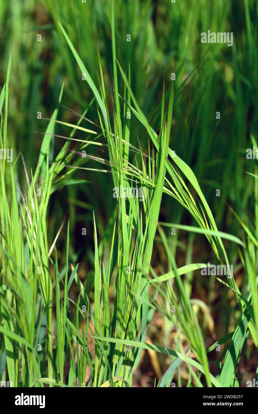 Cheat grass hi-res stock photography and images - Alamy