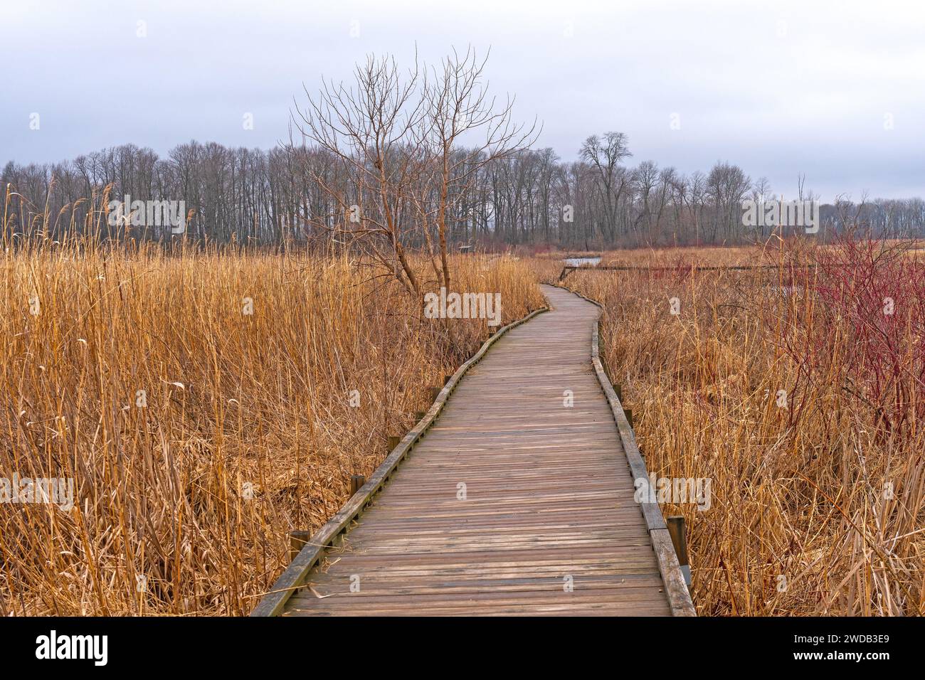 Marshland exploration hi-res stock photography and images - Alamy