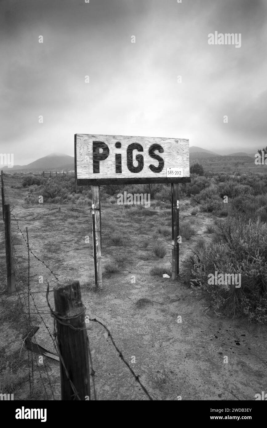 A handmade sign along a rural highway advertises pigs for sale near the ...