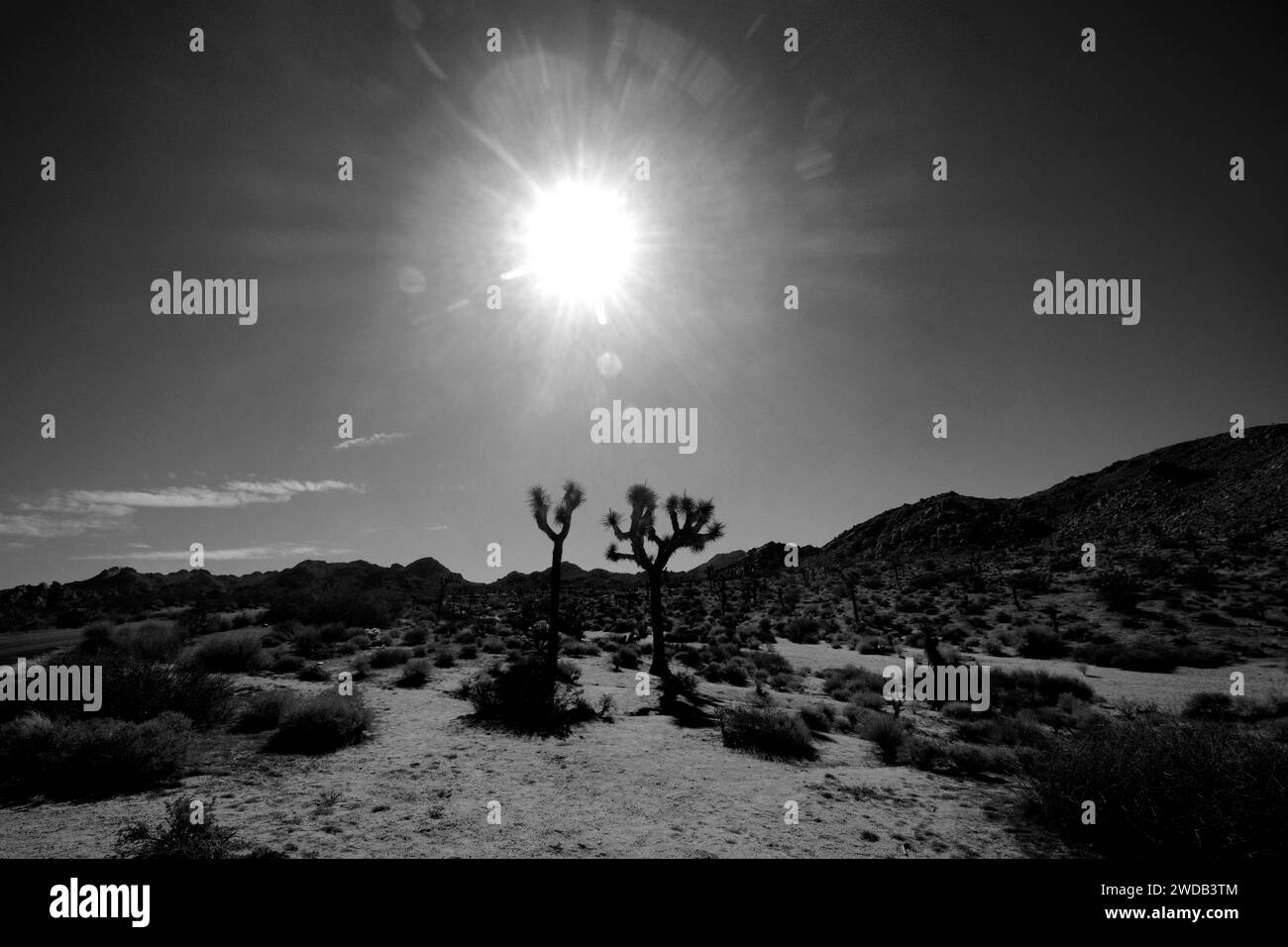 The summer sun shines brightly behind Joshua trees in Joshua Tree ...