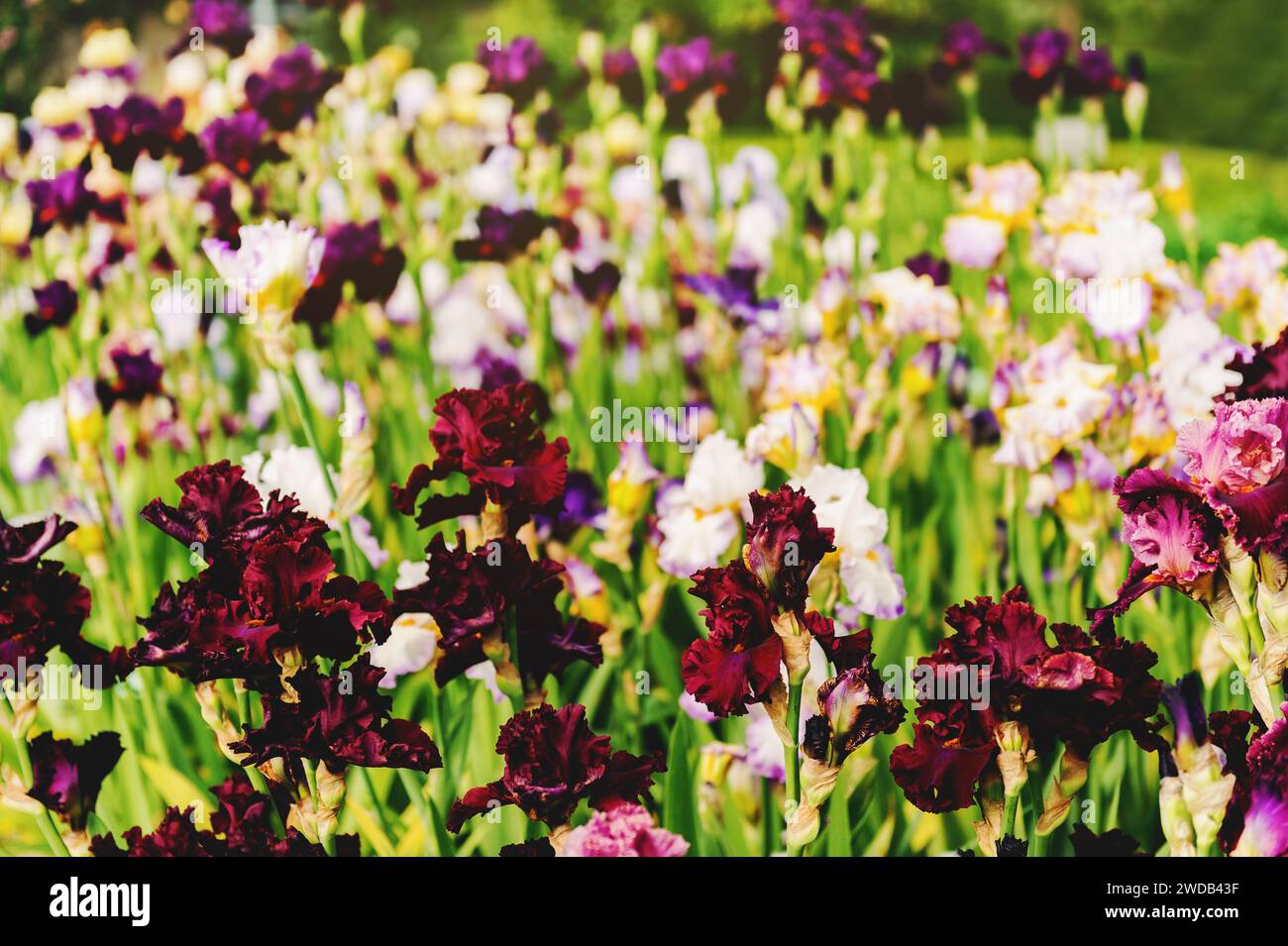 Beautiful garden bush grass flowers hi-res stock photography and images ...