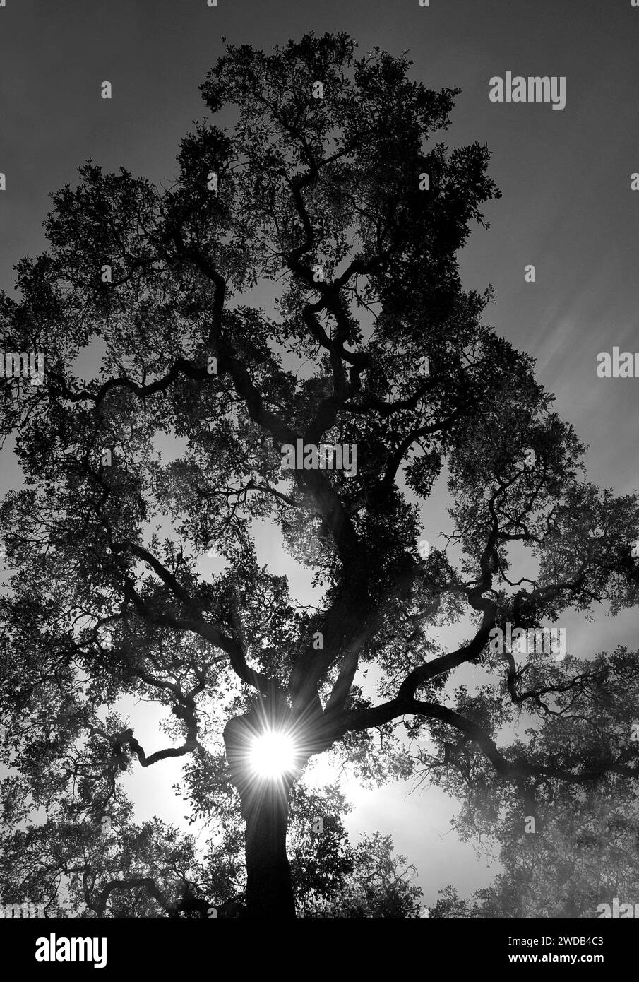 The morning sun shines through the branches of a live oak tree in ...