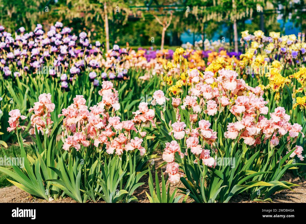 Beautiful garden bush grass flowers hi-res stock photography and images ...