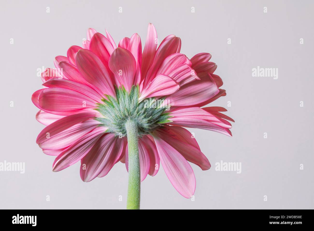 Gerbera flower side view hi-res stock photography and images - Alamy