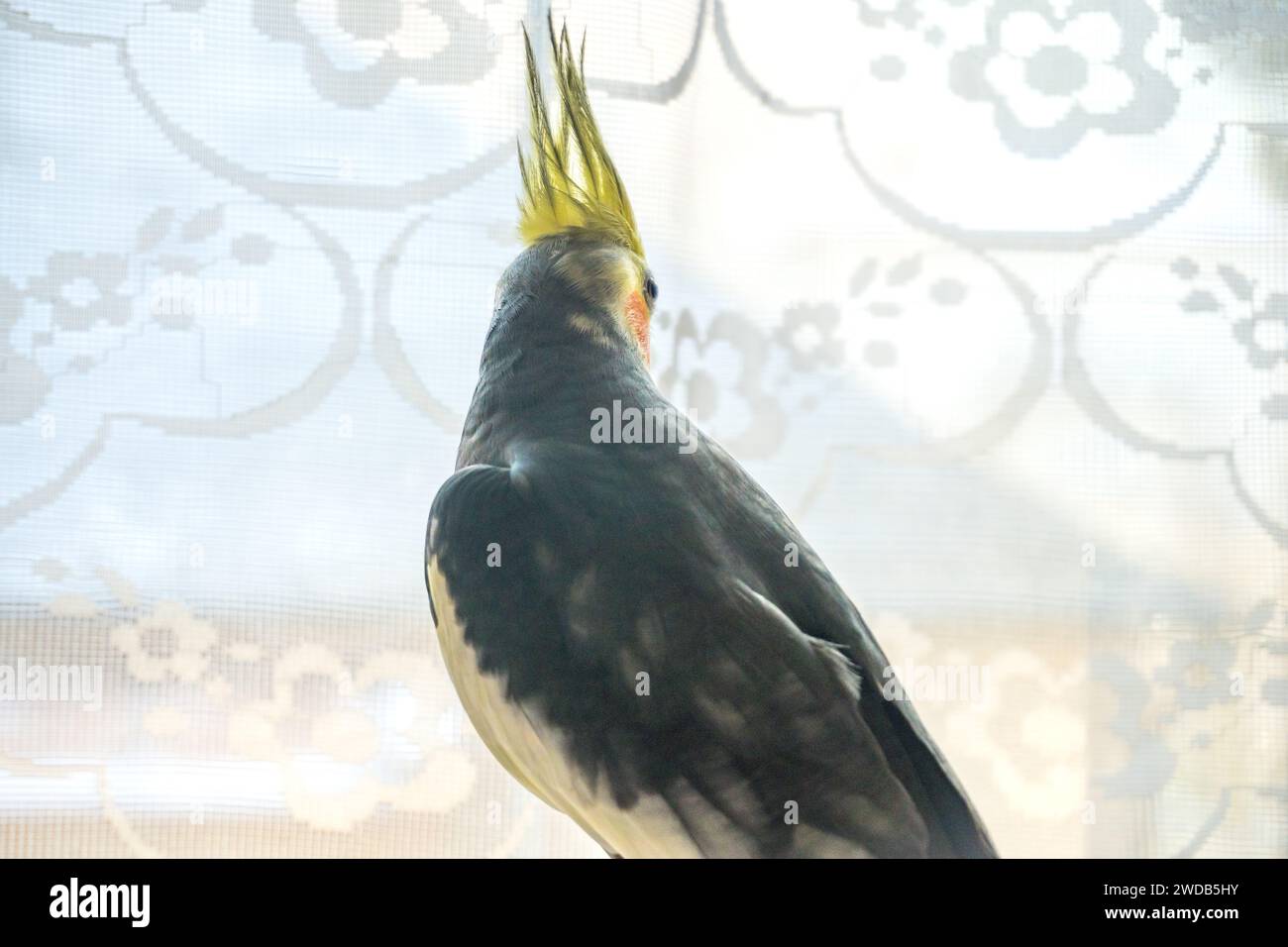 A parrot looks out the window, waiting for its owner. Yellow cockatiel ...