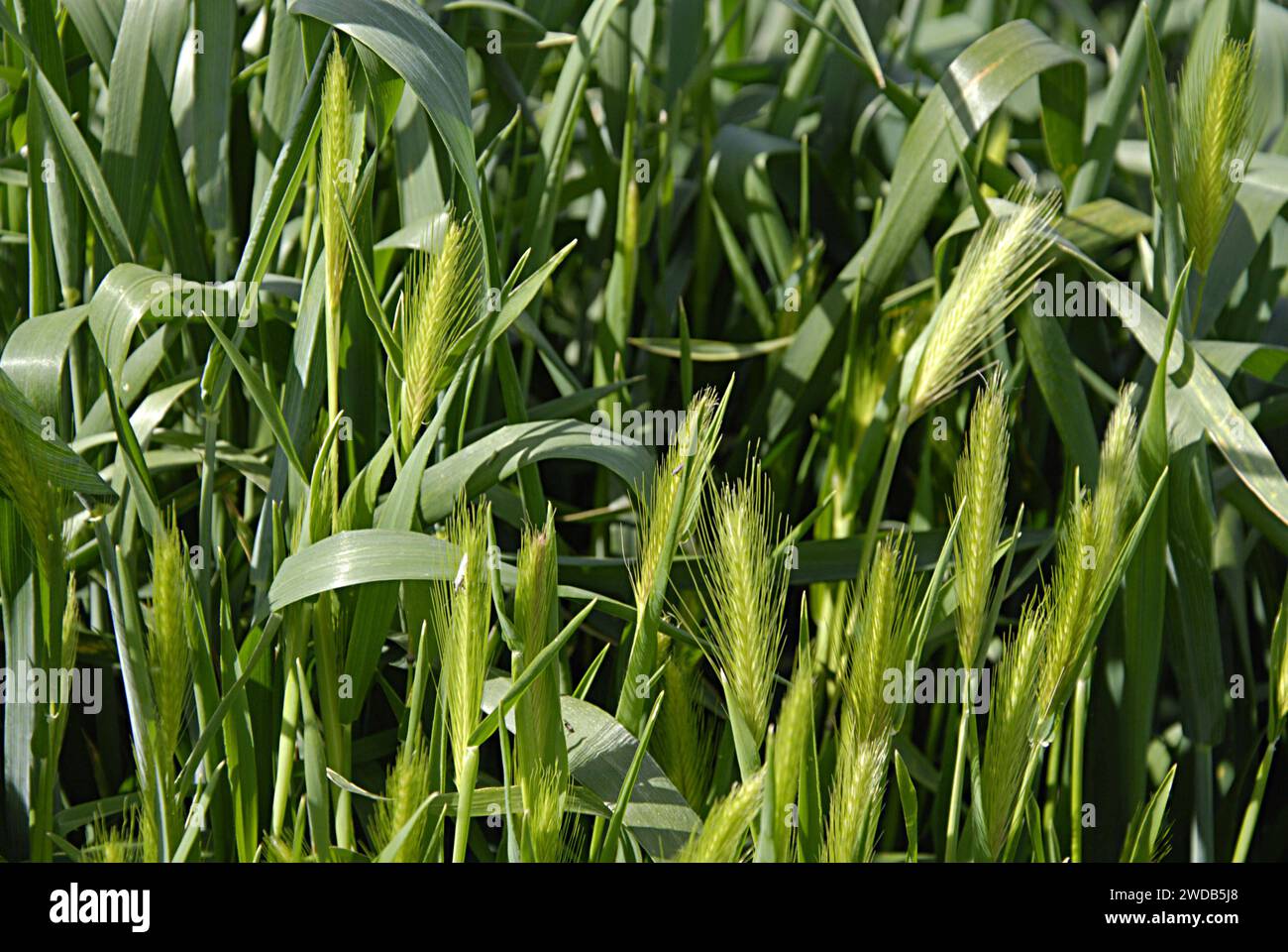 POTLATCH/IDAHO /USA- Corn farms on Potlatch hills some of area idaho ...