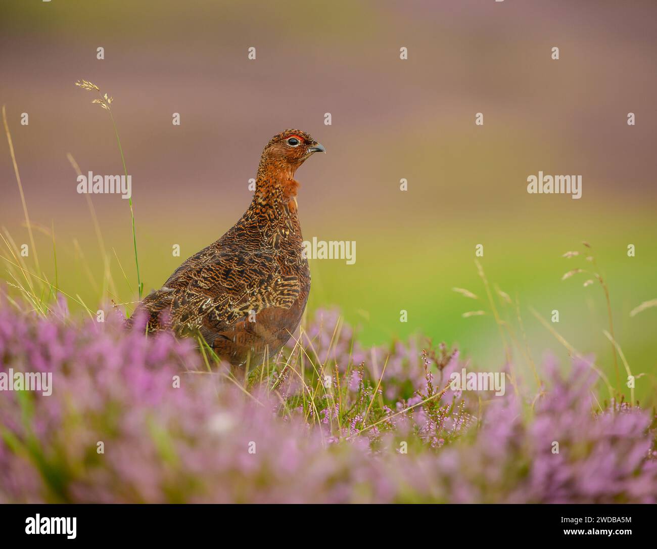 Red Grouse, Scientific name: Lagopus Lagopus. Red Grouse male in summer ...
