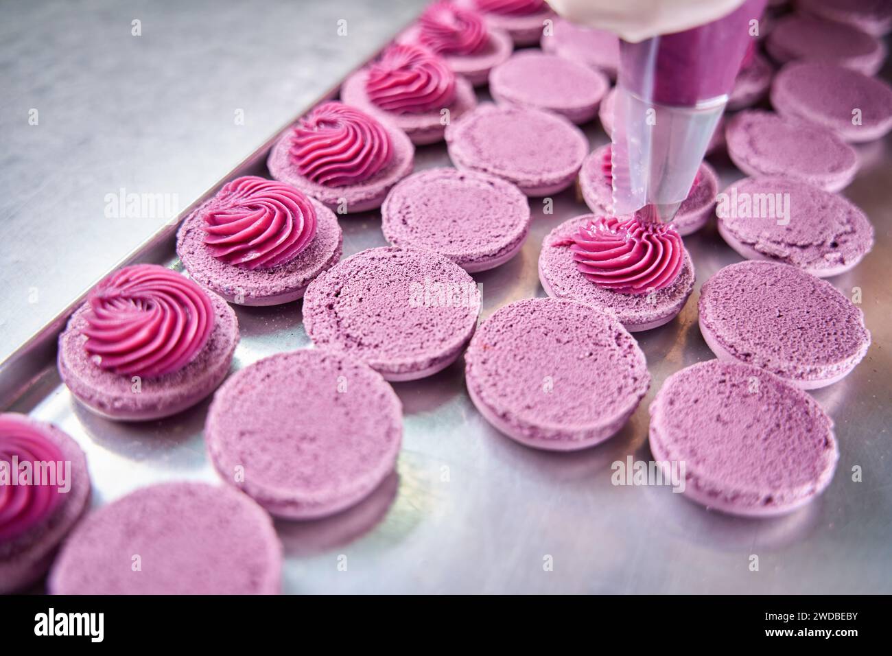 Batch of biscuits being filled with purple cream on baking tray Stock ...