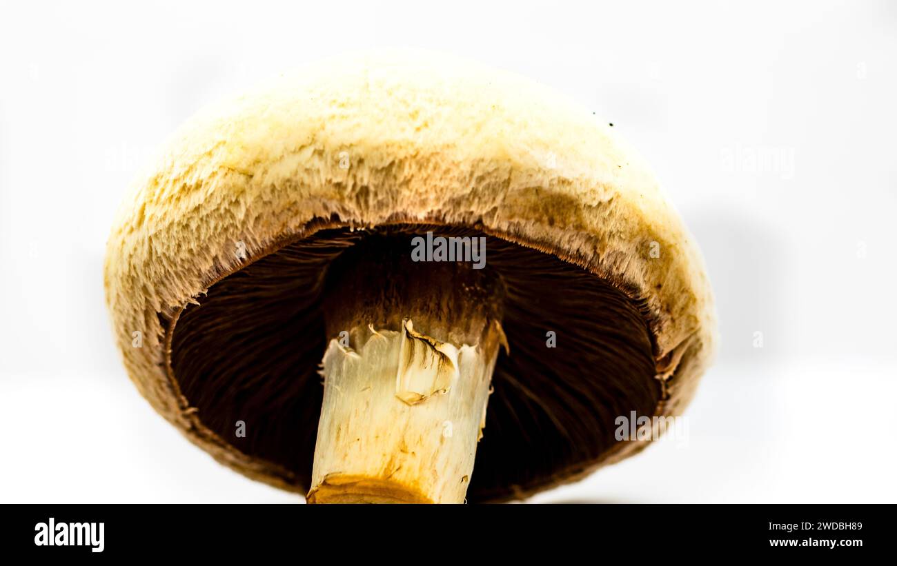 Fresh champignons, champignon mushrooms, close-up, isolated Stock Photo ...
