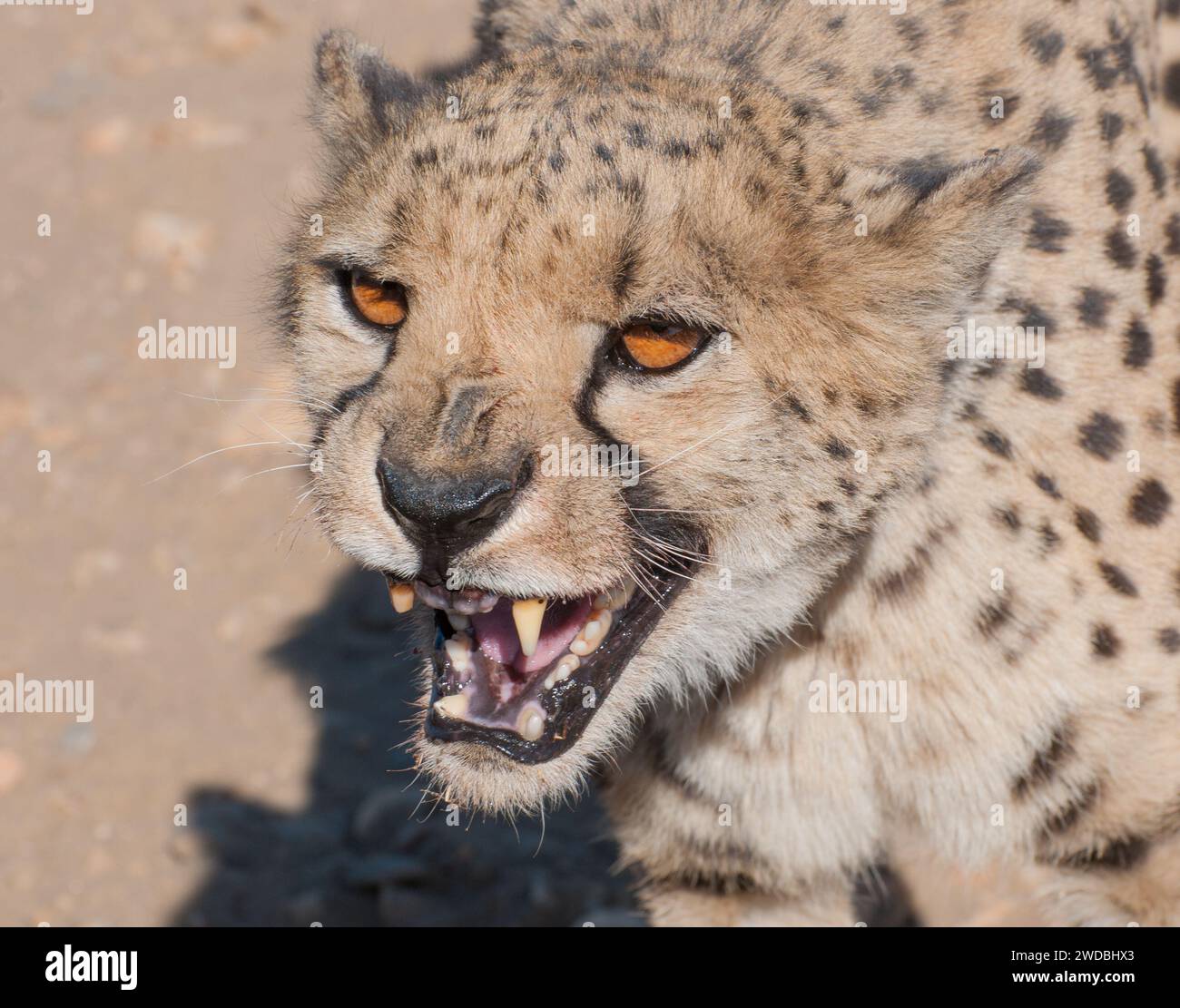 Gepard angriff hi-res stock photography and images - Alamy