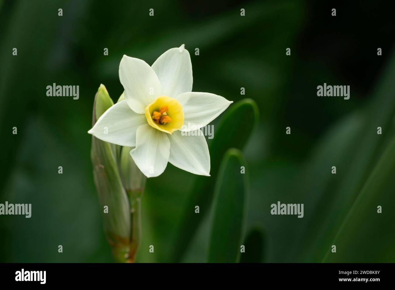 Closeup of paper white narcissus flower in bloom Stock Photo - Alamy