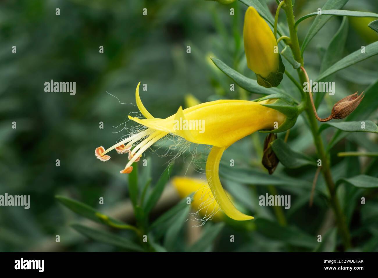 Eremophila kalbarri carpet hi-res stock photography and images - Alamy