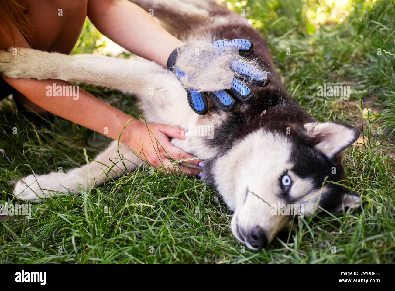 Siberian Husky Enjoying Outdoor Grooming Stock Photo - Alamy