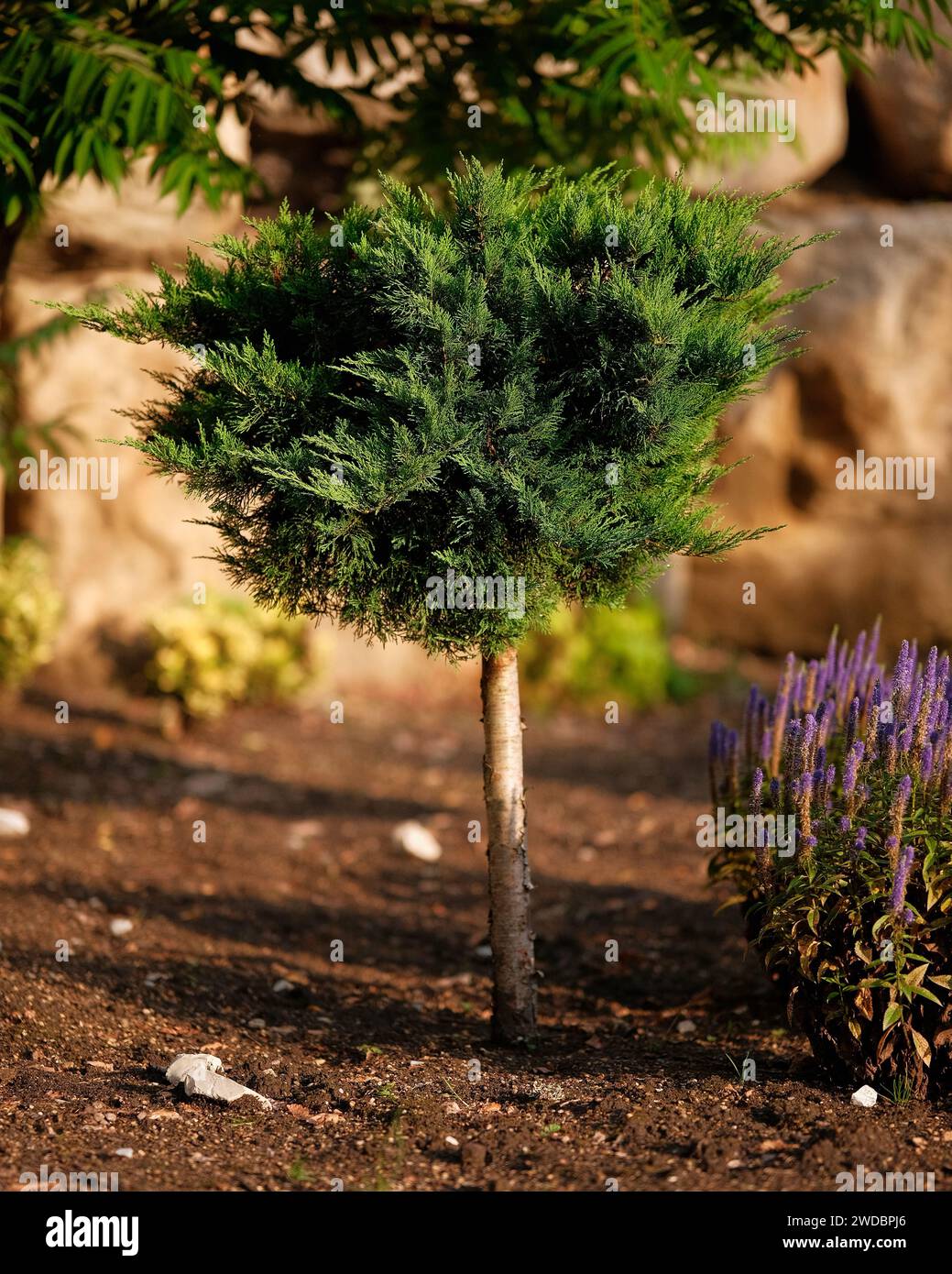 Little thuja tree trimmed in ball shape in the garden outdoors. Small ...