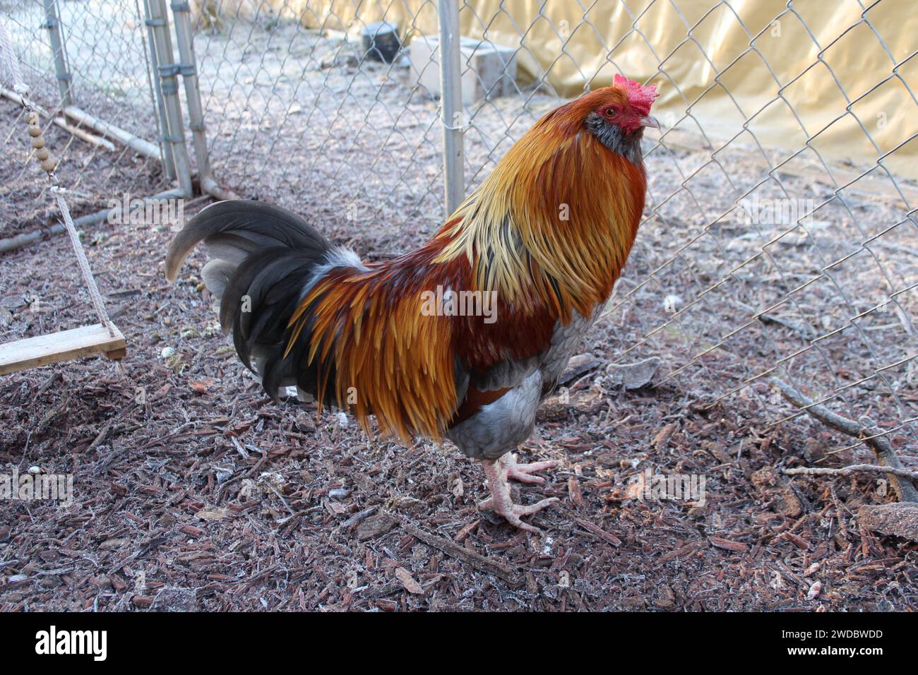 A Young Mix-Breed Rooster with Bright Orange Hackle and Saddle Feathers ...