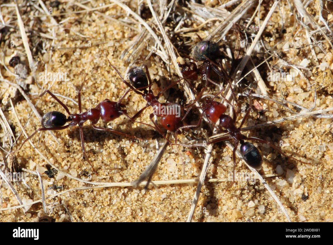 Meat Ants (Iridomyrmex purpureus) investigating injured worker, South ...