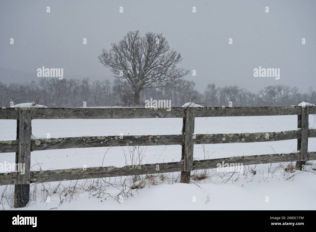 UNITED STATES - 01-19-2024: An old oak tree near Bluemont is covered in ...