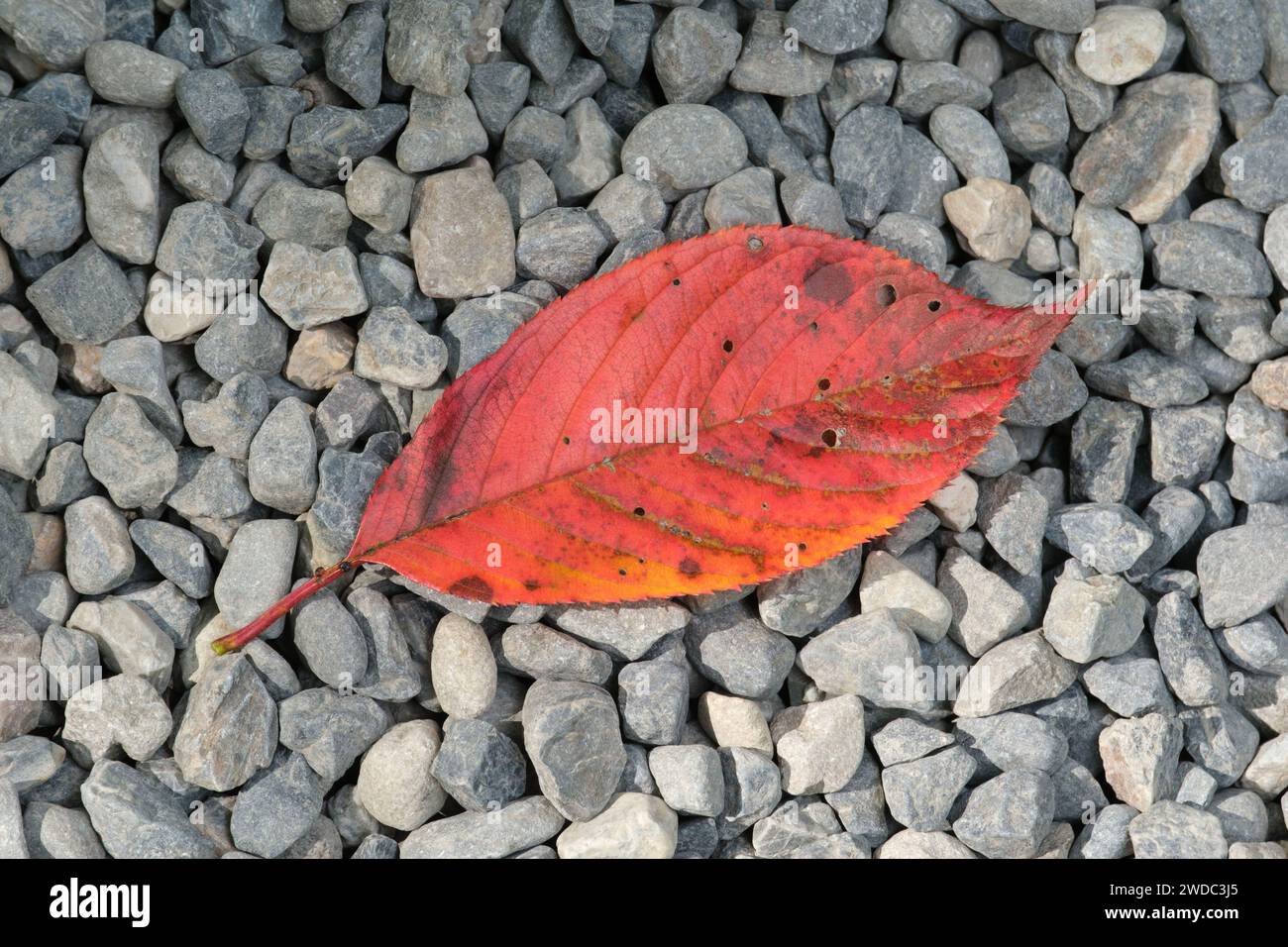 A loan red leaf sits on a bed of gray rocks outside Ryoanji temple in ...