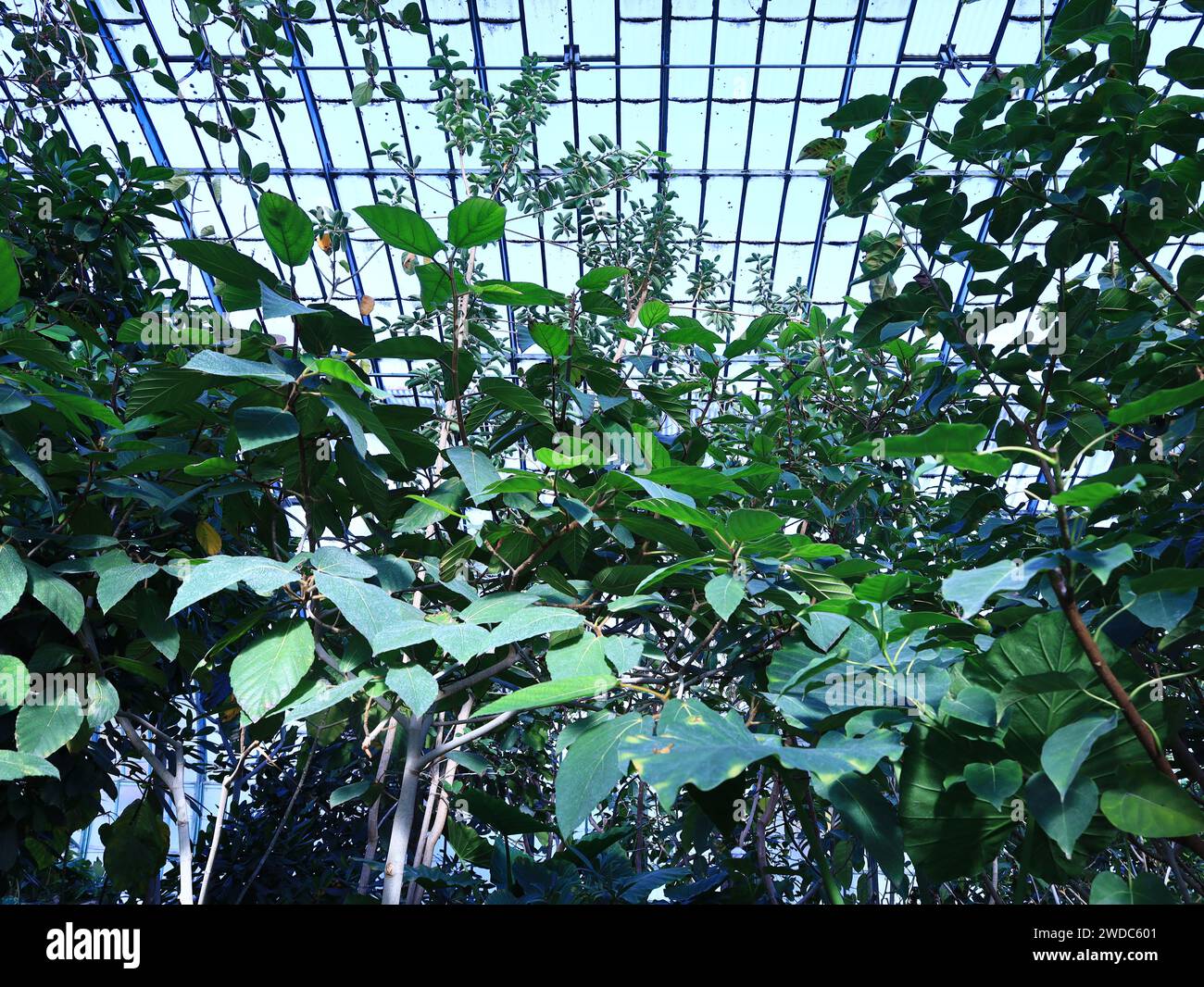 The Garden of the Greenhouses of Auteuil is a botanical garden set ...