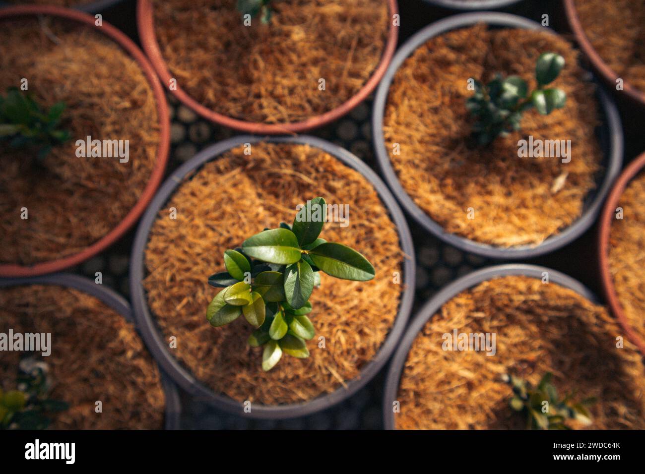 A lot of pots with plants, small tree grown in a garden greenhouse ...