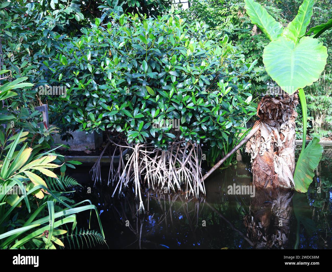 The Garden of the Greenhouses of Auteuil is a botanical garden set ...