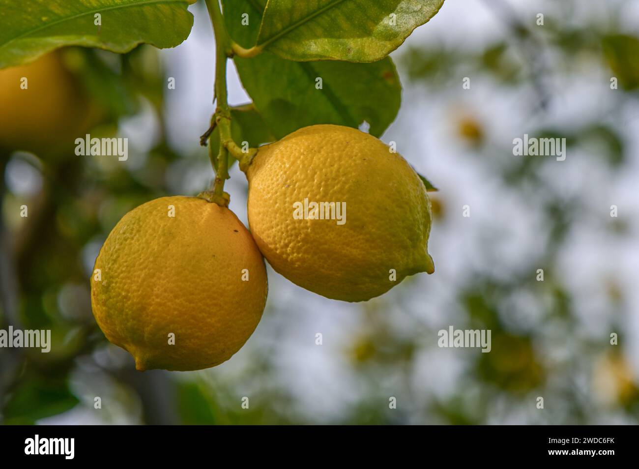 juicy lemons on a tree branch in the Mediterranean 6 Stock Photo - Alamy