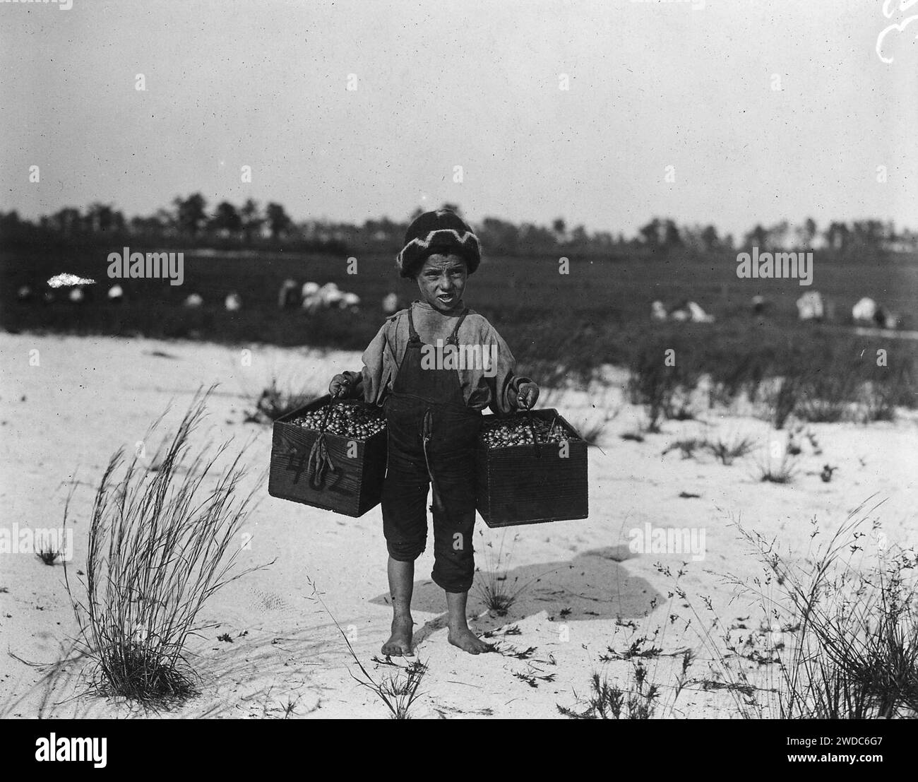 Salvin Nocito, 5 years old, carries 2 pecks of cranberries for long ...