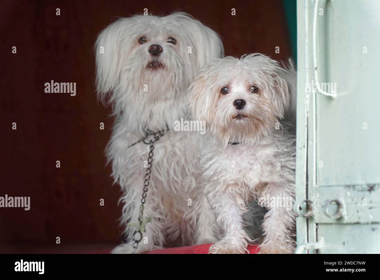 Dog wedding india hi-res stock photography and images - Alamy
