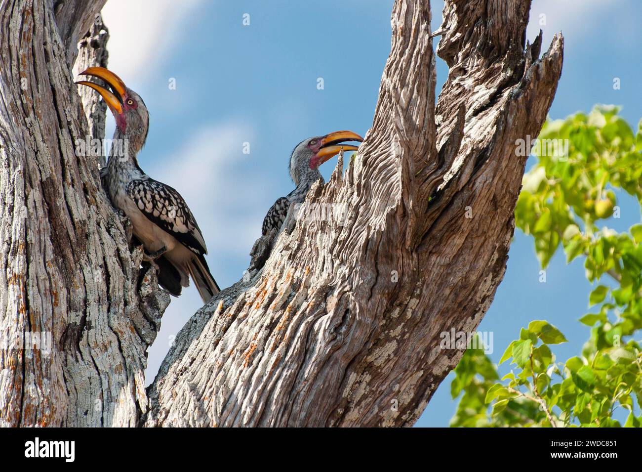 Hornbill, eastern yellow-billed hornbill (Tockus flavirostris), bird ...
