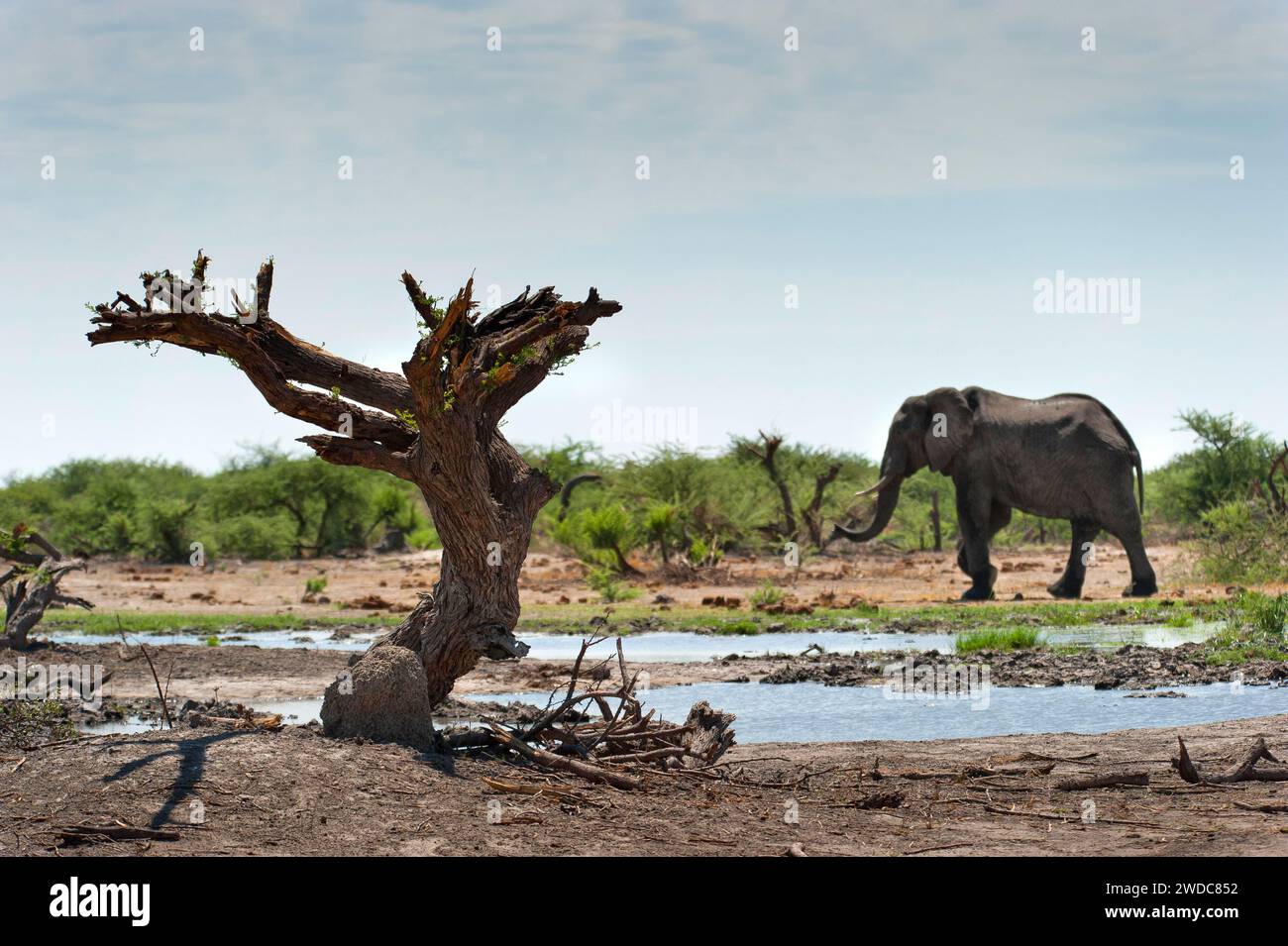 Elephant (Loxodonta africana), dead tree, steppe, dryness, drought ...