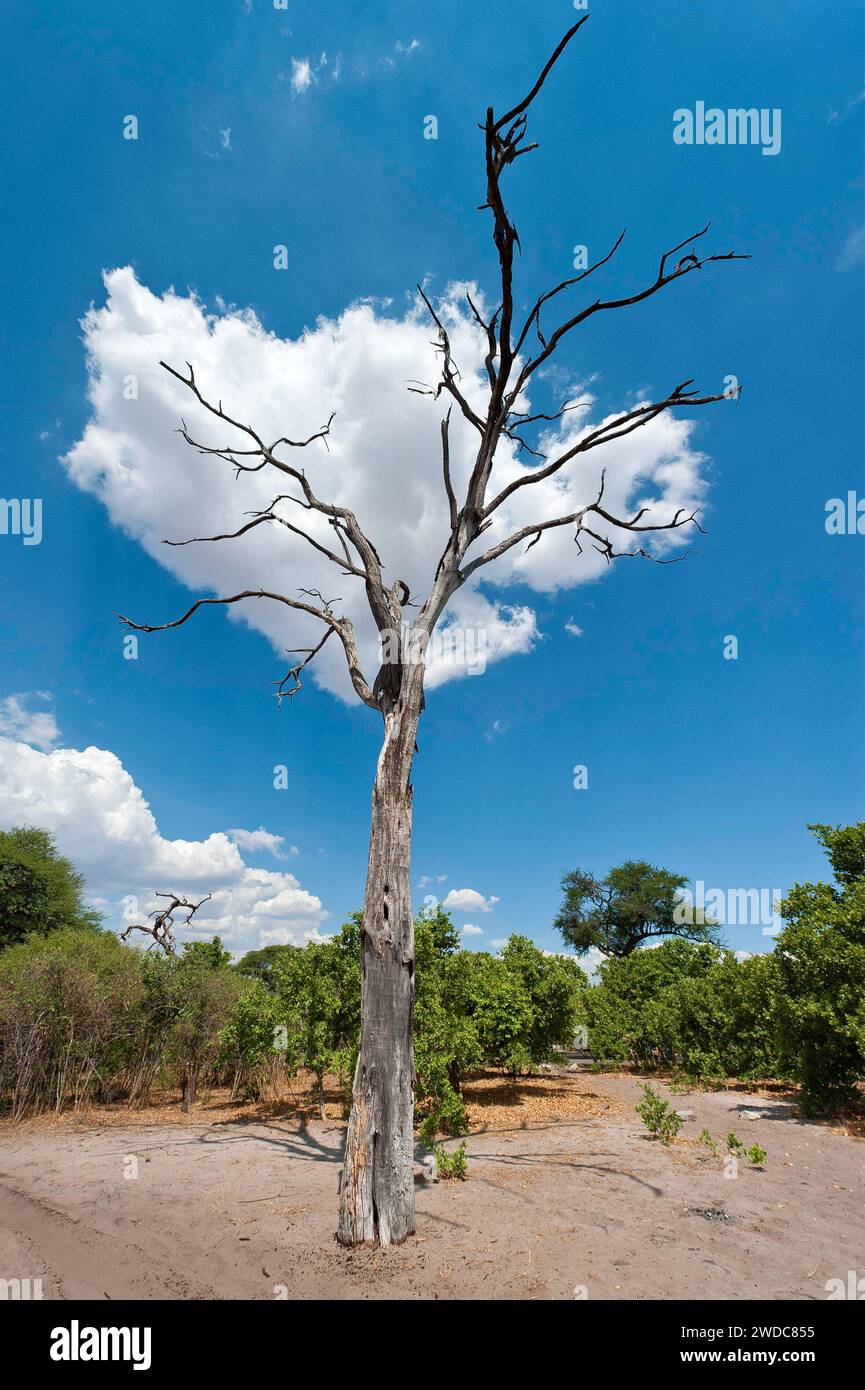 Dead dry grassland hi-res stock photography and images - Alamy
