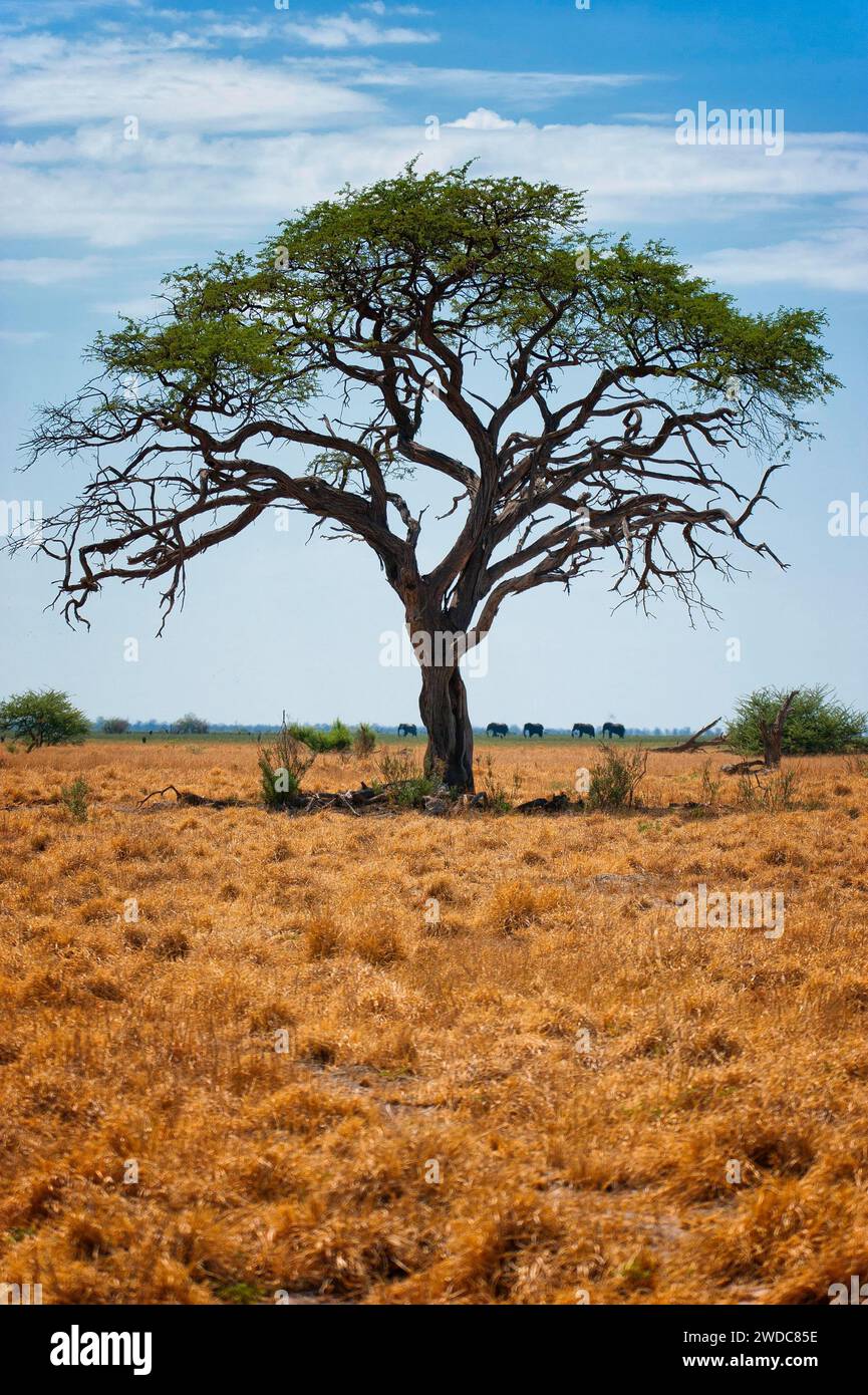 Free standing tree in the landscape with elephant herd, elephant ...