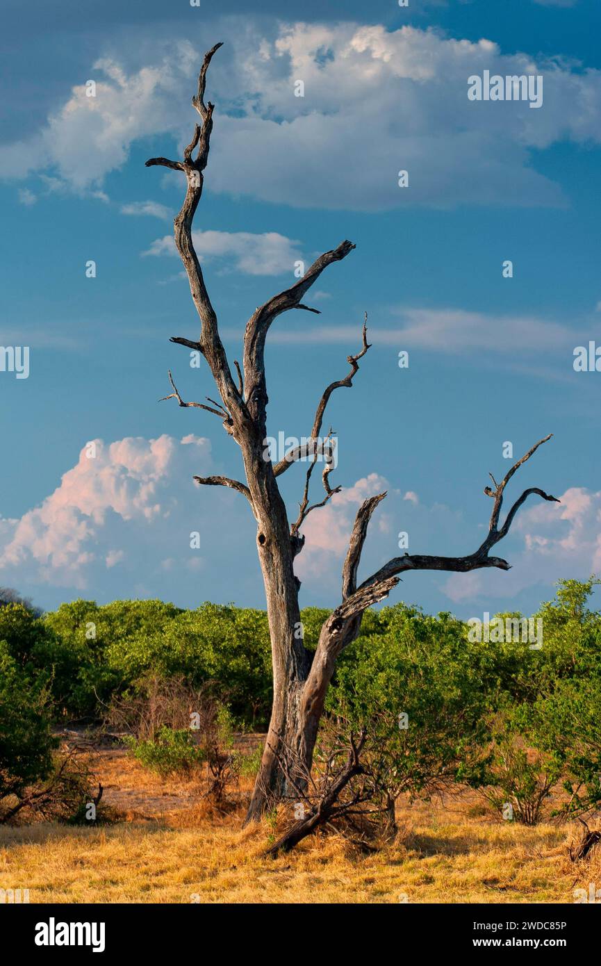 Dead tree, dead, drought, heat, climate change, drought, climate ...