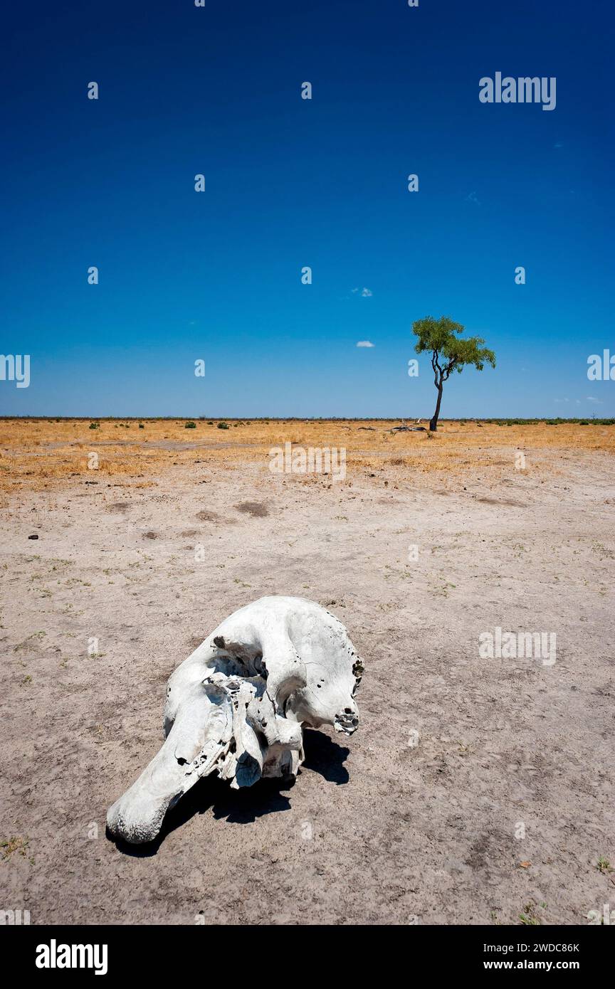 Elephant skull (Loxodonta africana), skull, skeleton, death, poacher ...