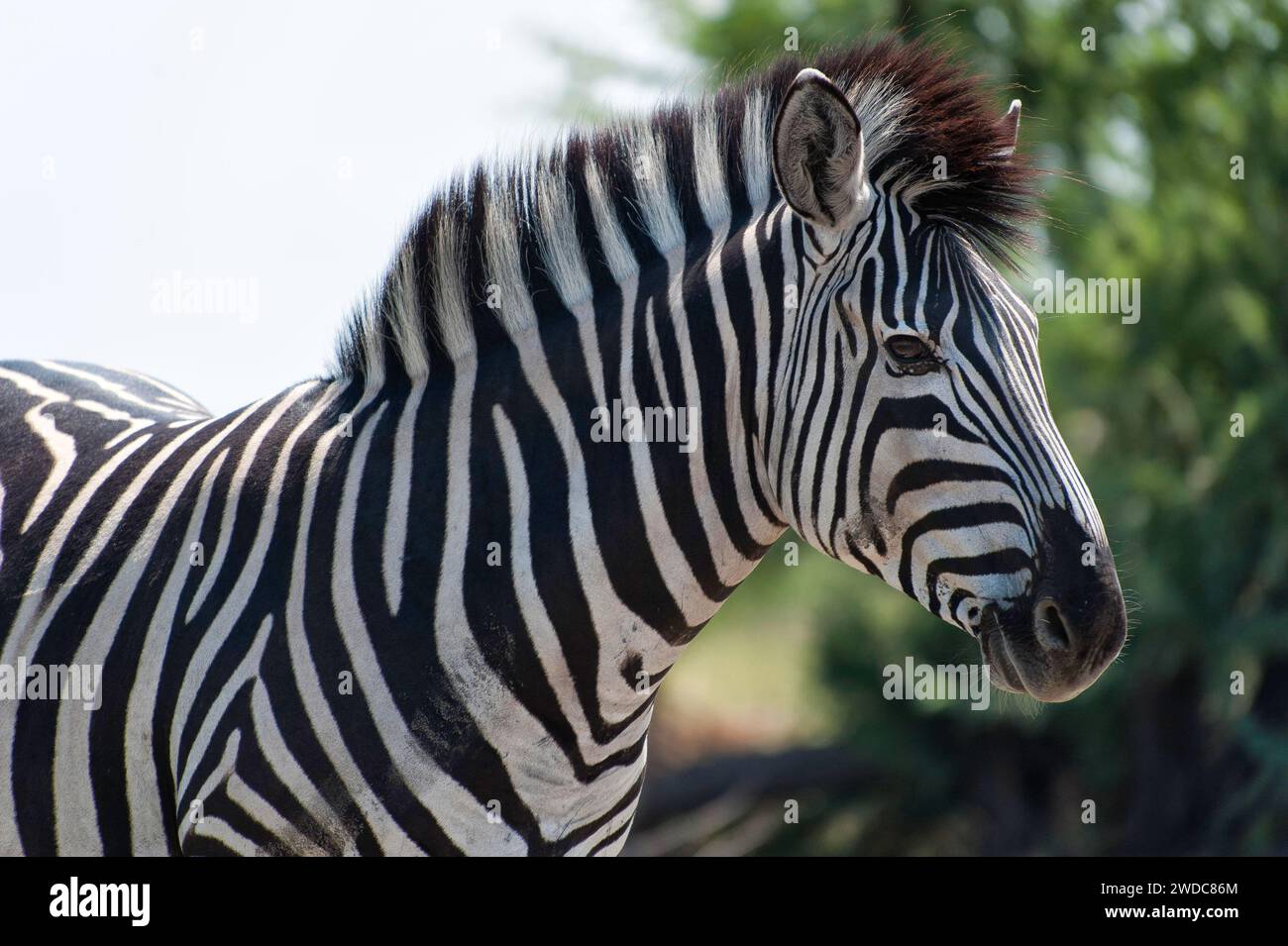 Plains zebra (Equus quagga), wild, free living, safari, ungulate ...