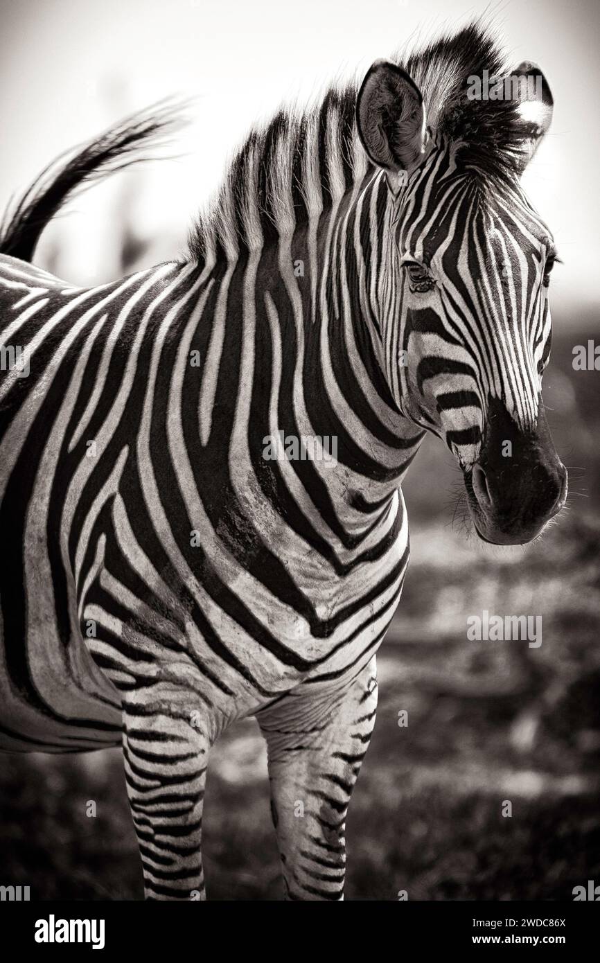 Plains zebra (Equus quagga), wild, free living, safari, ungulate ...