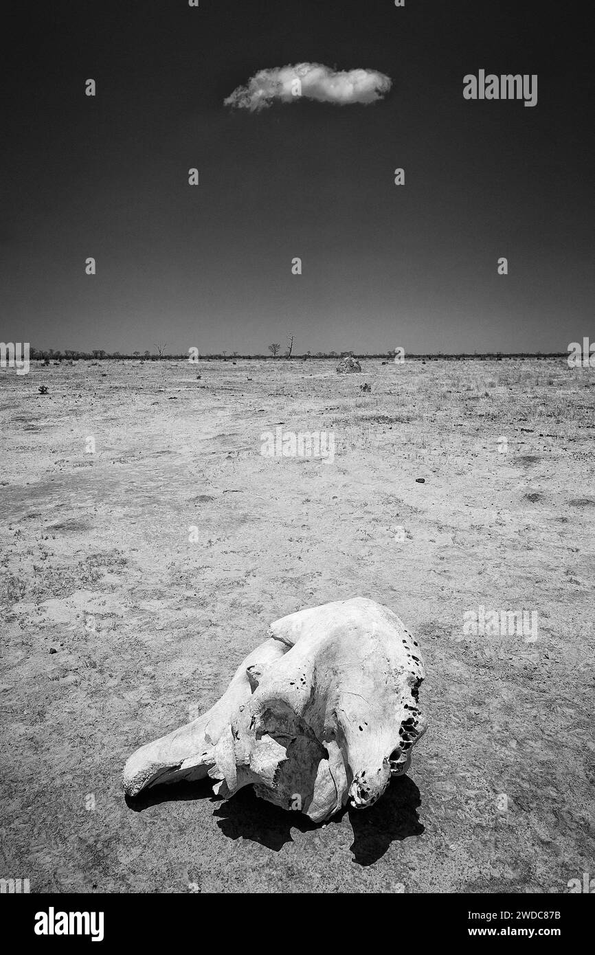 Elephant skull (Loxodonta africana), skull, skeleton, death, poacher ...
