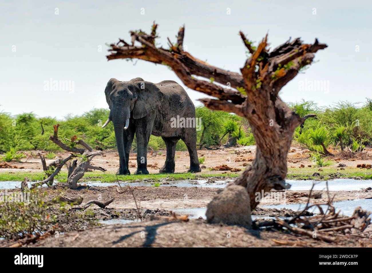 Elephant (Loxodonta africana), dead tree, steppe, dryness, drought ...