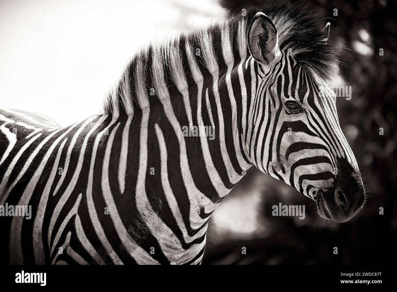 Plains zebra (Equus quagga), wild, free living, safari, ungulate ...