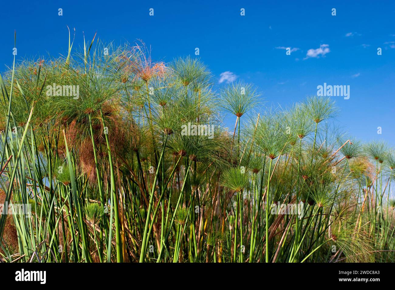 Delta flora hi-res stock photography and images - Alamy