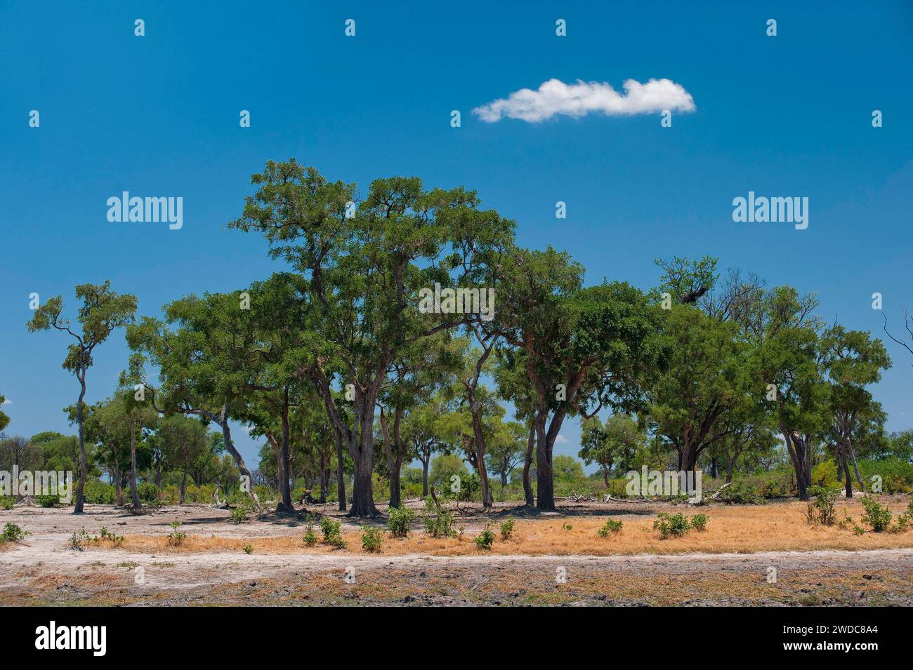 Dried out riverbed and landscape, drought, heat, dryness, climate ...