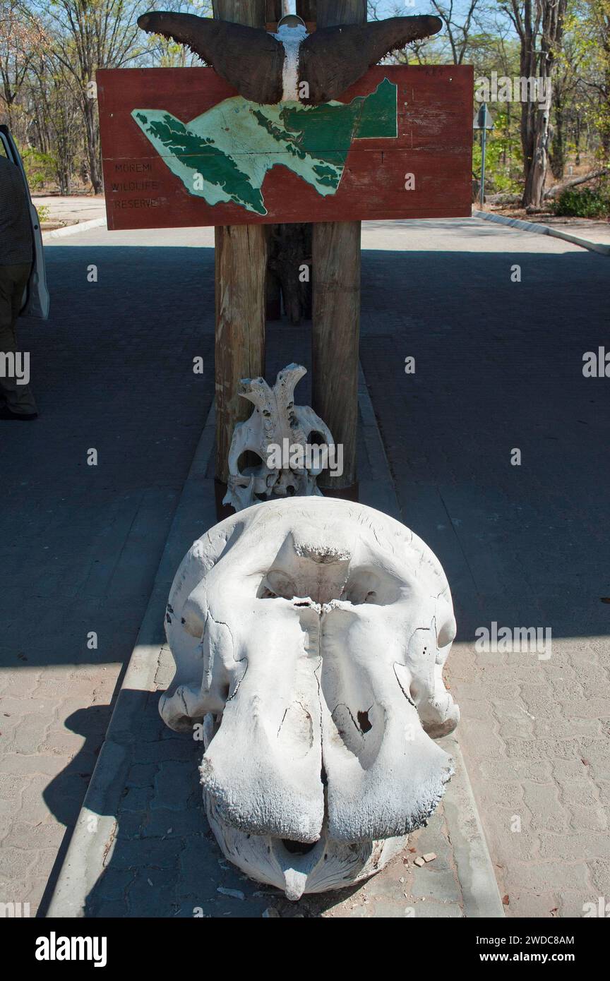 Hippo skull in Moremi Reserve, skull, animal skull, poacher, hunting ...