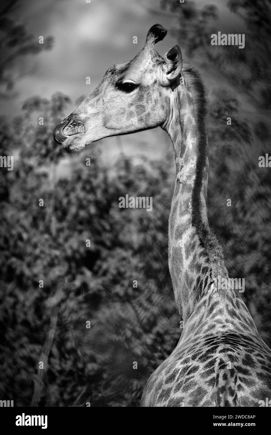 Portrait of a southern giraffe (Giraffa giraffa), free living ...