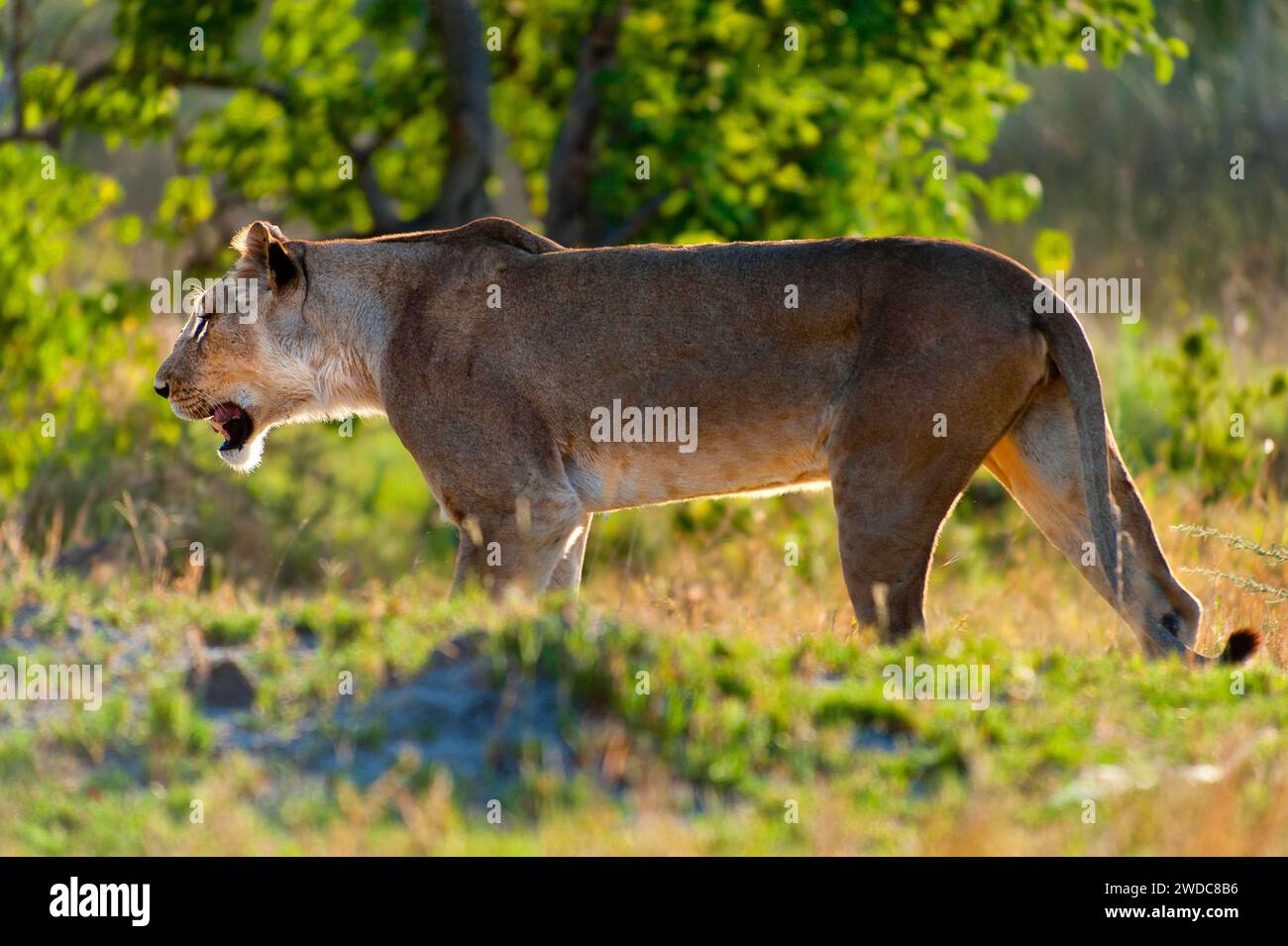 Lioness, female lion (Panthera leo) on the evening hunt, hunt, lookout ...