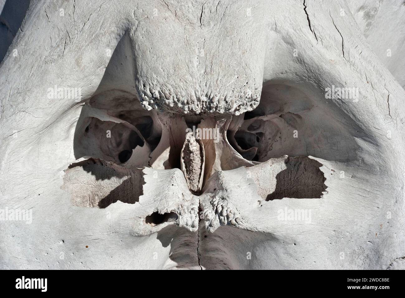 Hippo skull, skull, animal skull, poacher, hunting, trophy, hunting ...