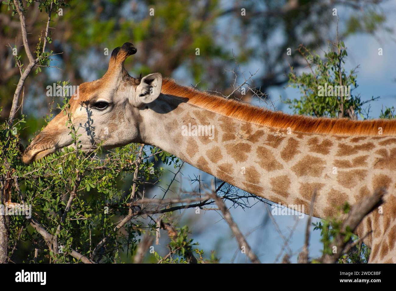 Portrait of a southern giraffe (Giraffa giraffa), free-living ...