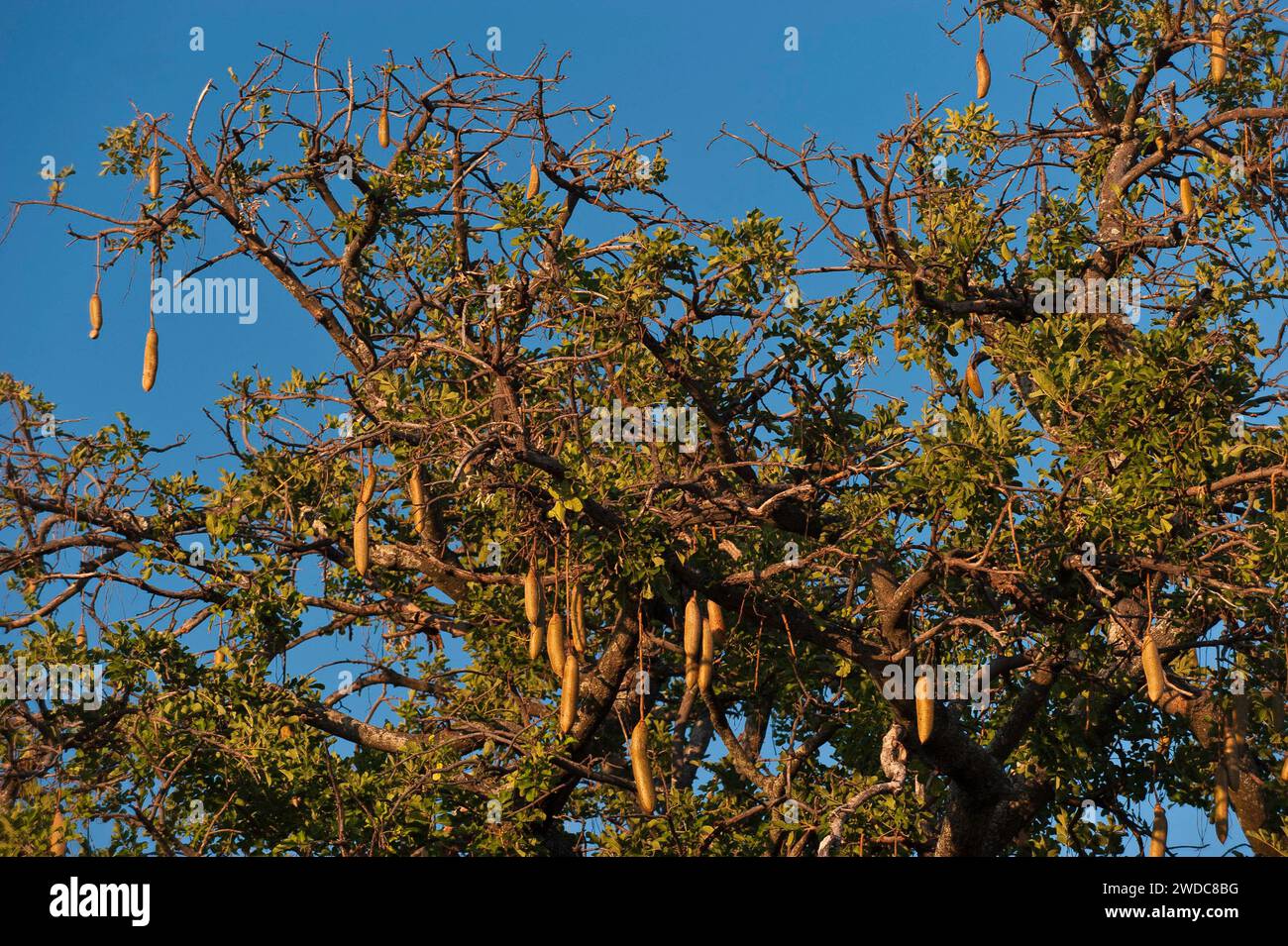 Kigelia (Kigelia africana), tree, fruit, tree fruit, flora, plant ...