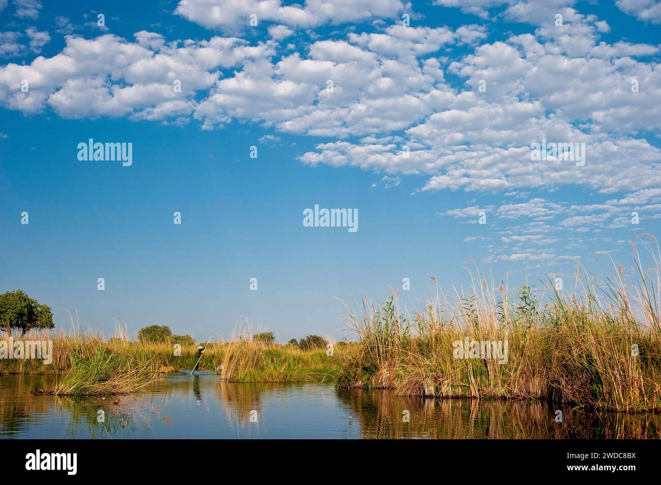 Riparian landscape, nature, natural landscape, river, riverbank, reeds ...