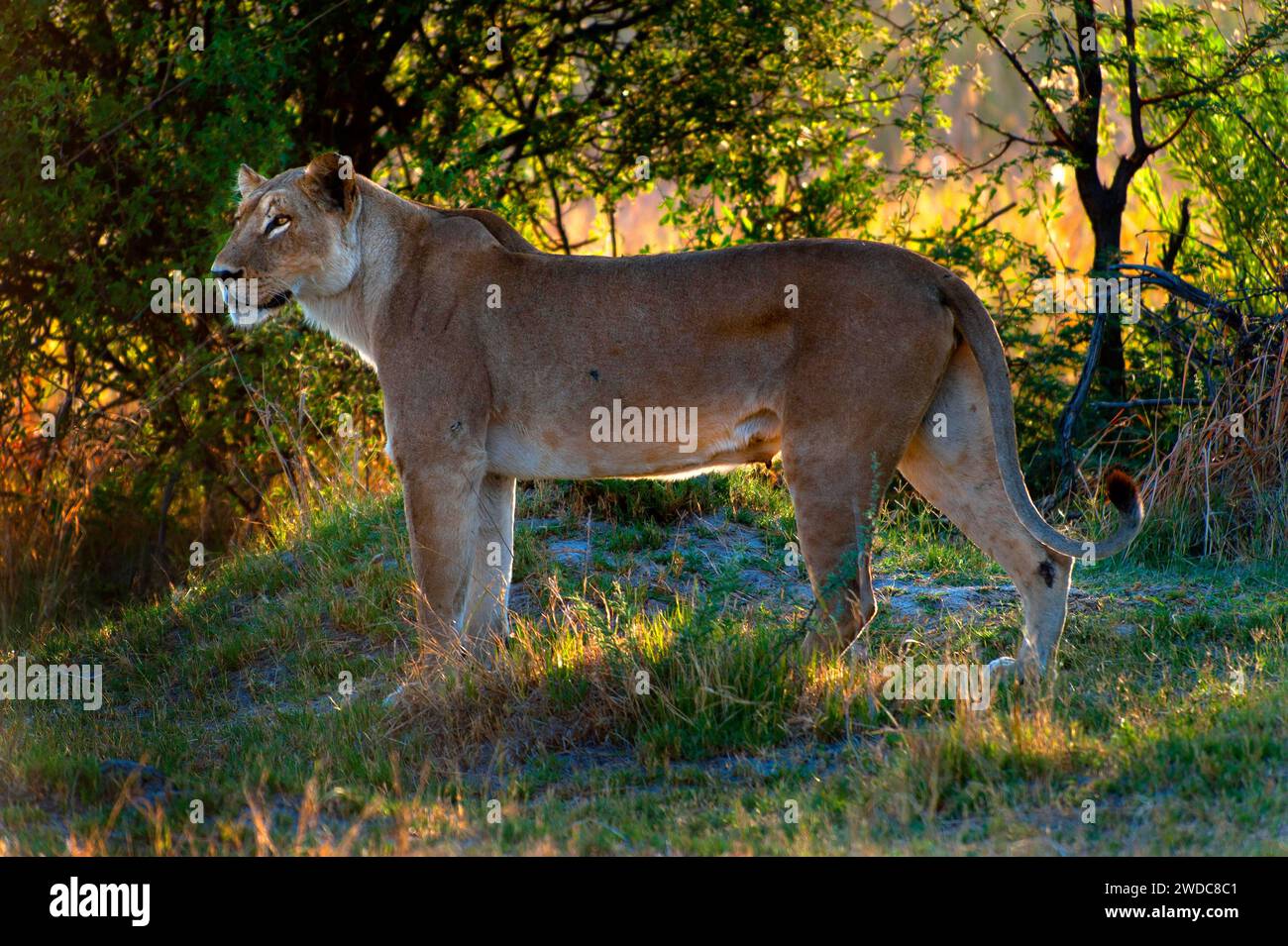 Lioness, female lion (Panthera leo) on the evening hunt, hunt, lookout ...
