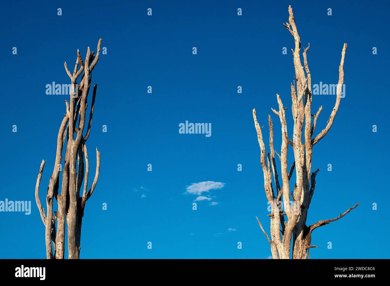 Bizarre formation of two dead trees, tree, wood, climate, climate ...